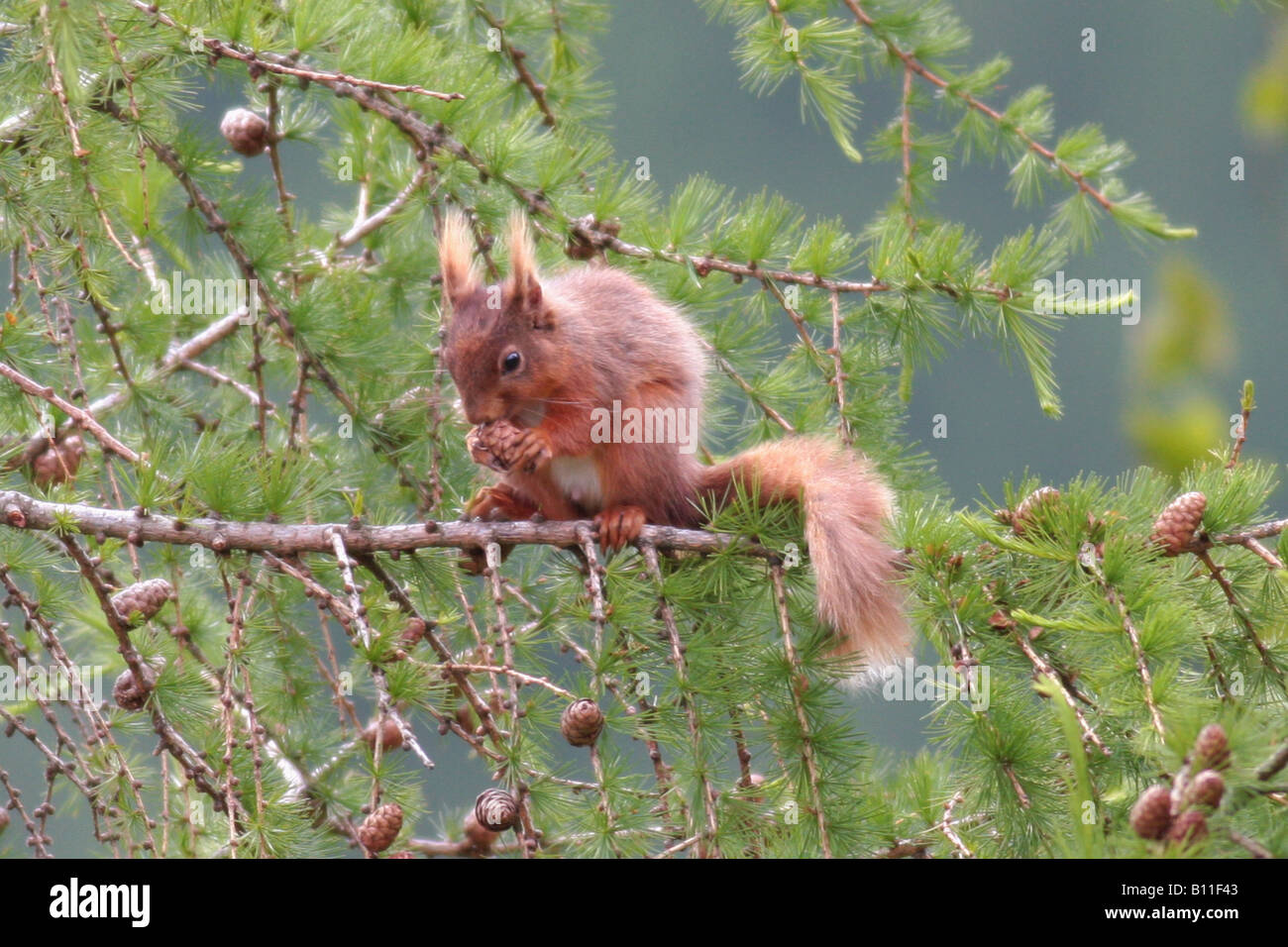 Squirrel red lake district hi-res stock photography and images - Alamy