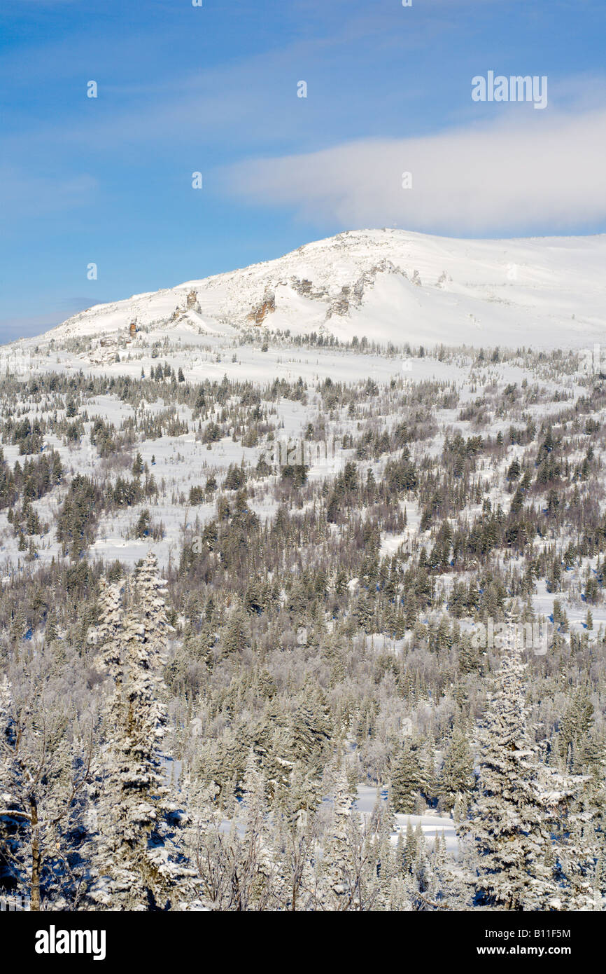 Alpine slope with pine tree covered snow Stock Photo - Alamy