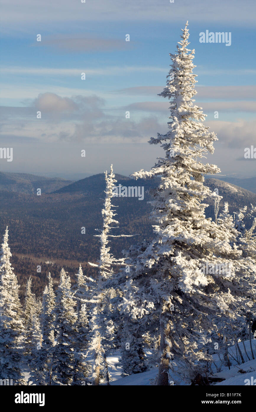 Alpine slope with pine tree covered snow Stock Photo - Alamy
