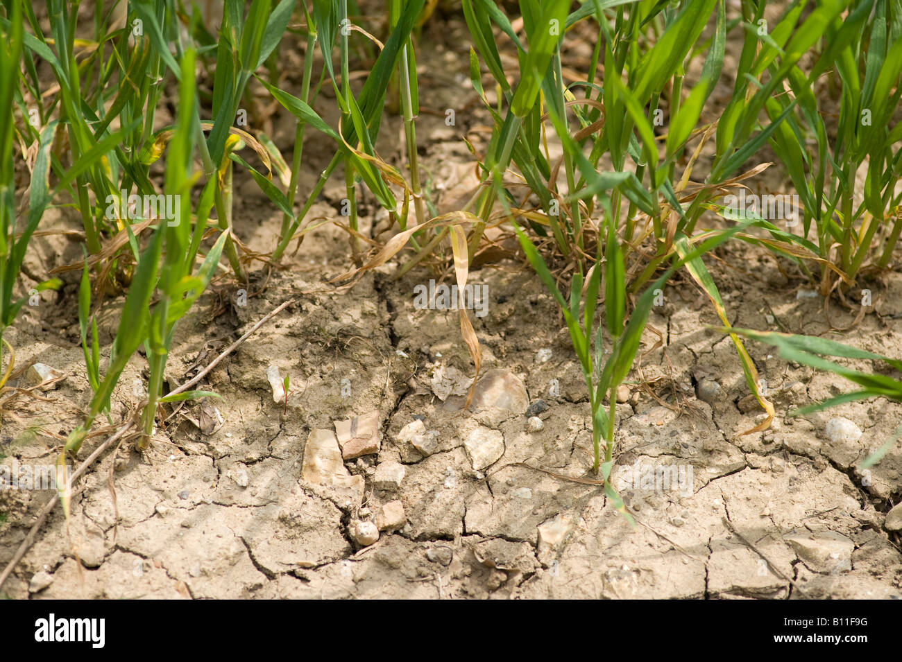 crop growing in dry clay Stock Photo - Alamy