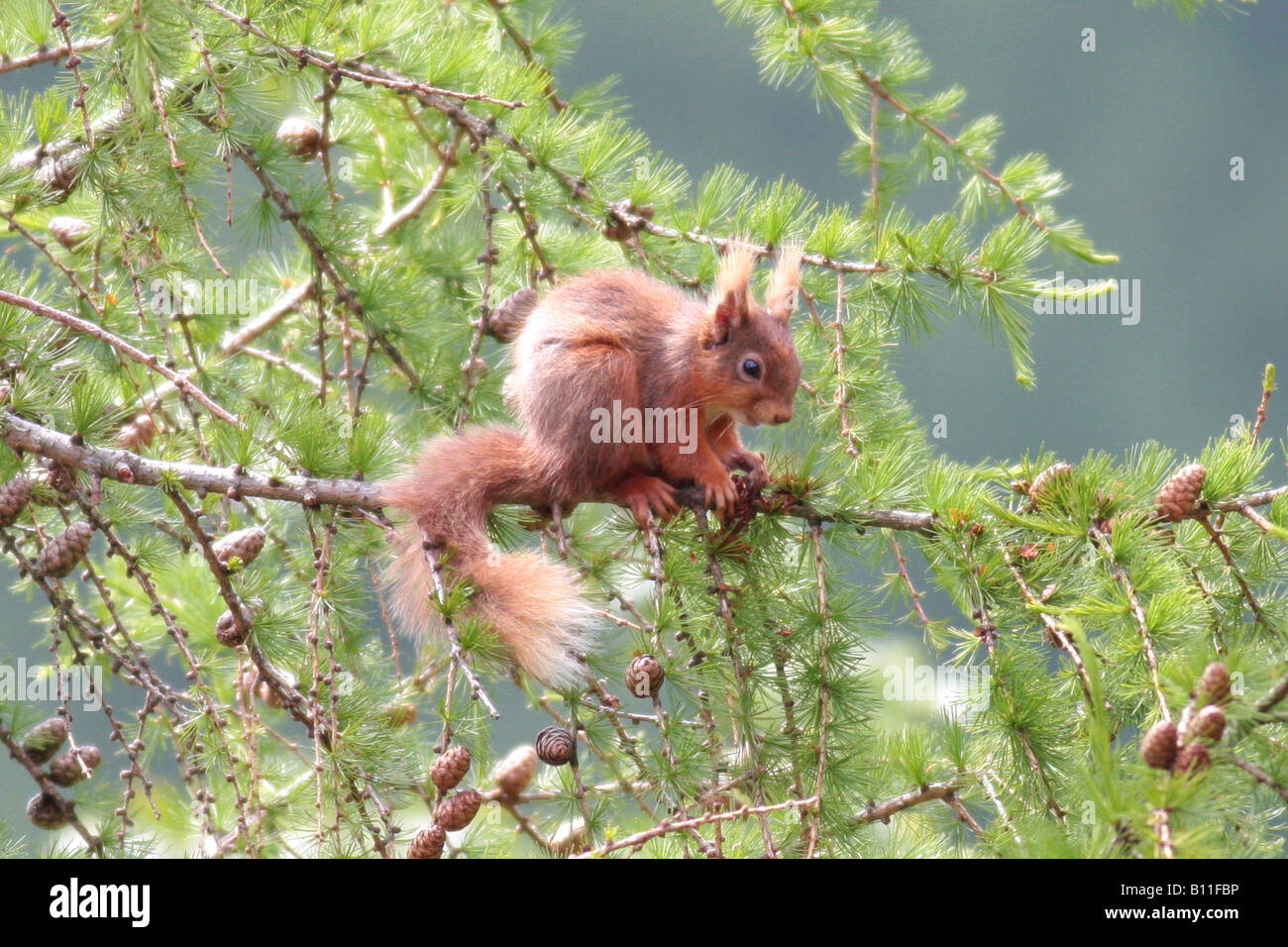 Lake district cumbria red squirrel hi-res stock photography and images ...