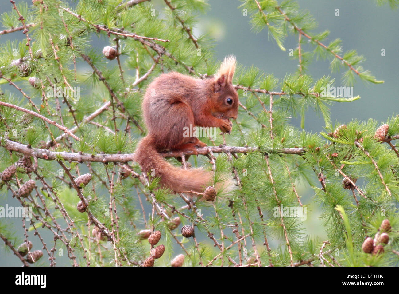 Lake district cumbria red squirrel hi-res stock photography and images ...