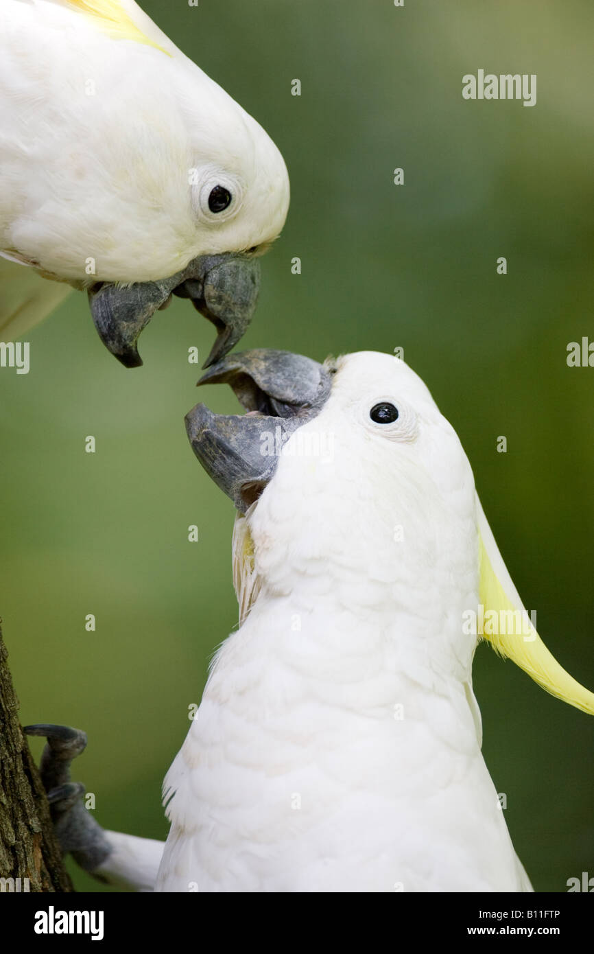 Bird kiss kissing hi-res stock photography and images - Alamy