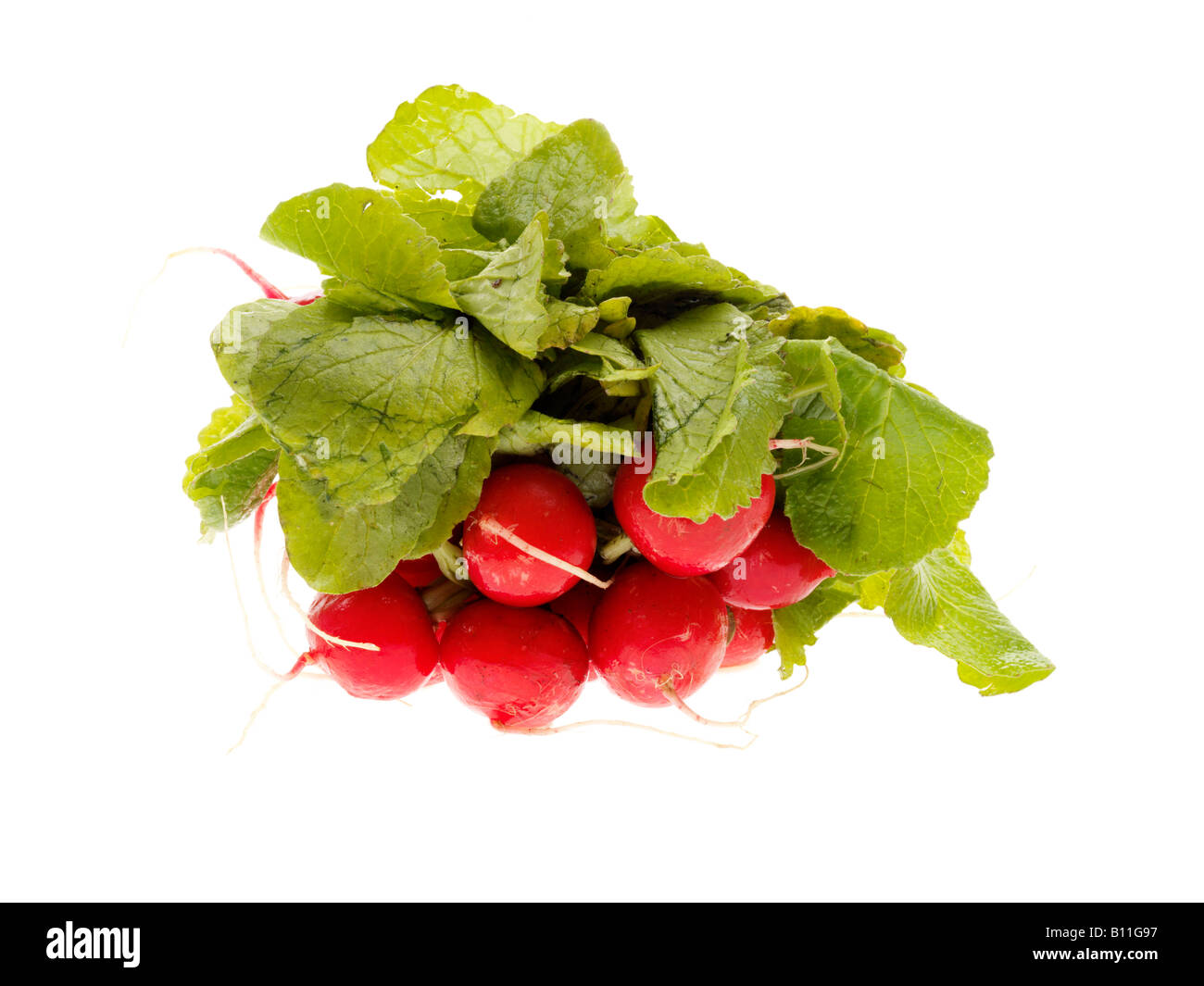 Raddish radish raddishes radishes vegetable vegetables food hi-res ...