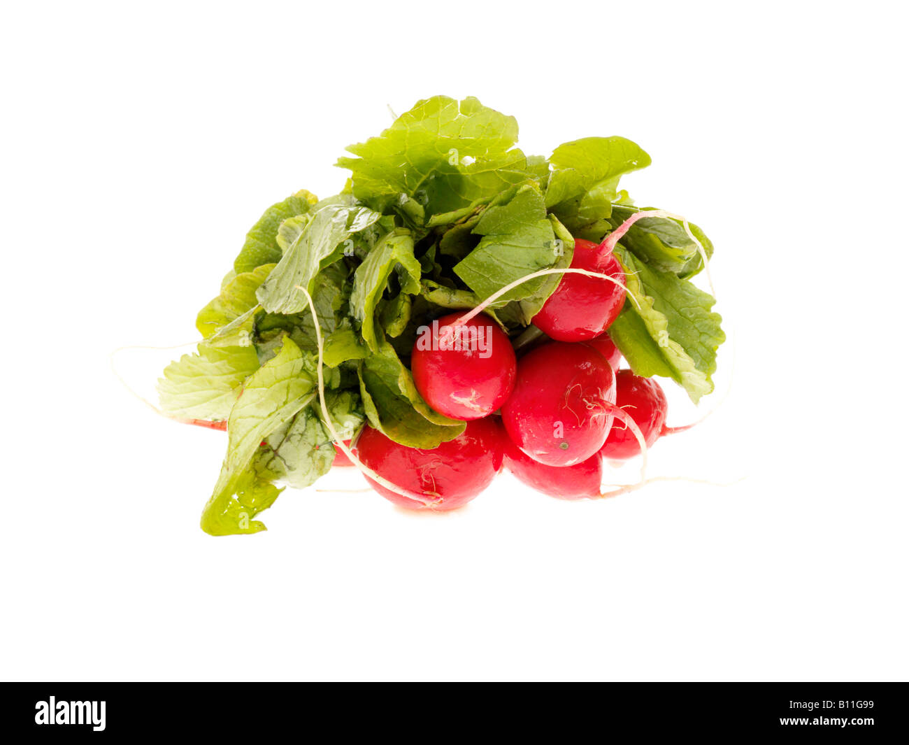 Raddish radish raddishes radishes vegetable vegetables food hi-res ...