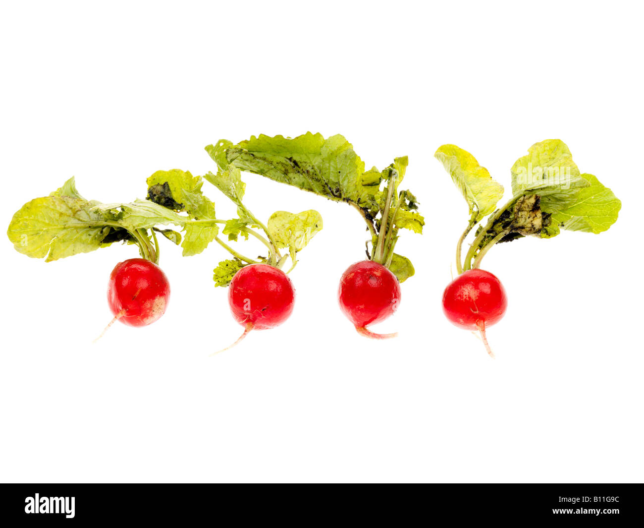 Raddish radish raddishes radishes vegetable vegetables food hi-res ...