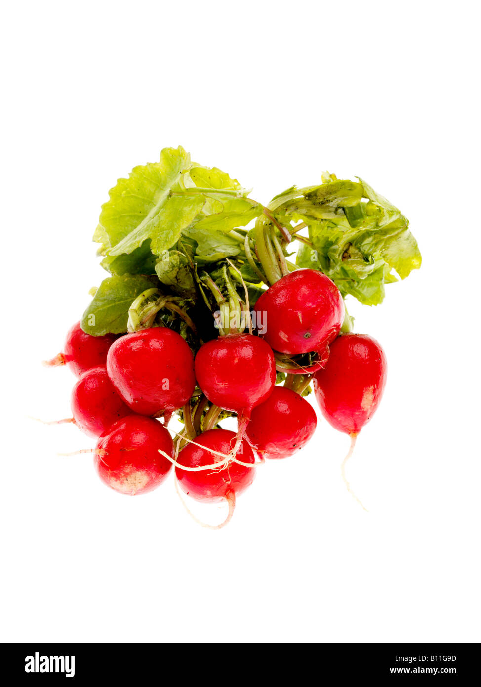 Raddish radish raddishes radishes vegetable vegetables food hi-res ...