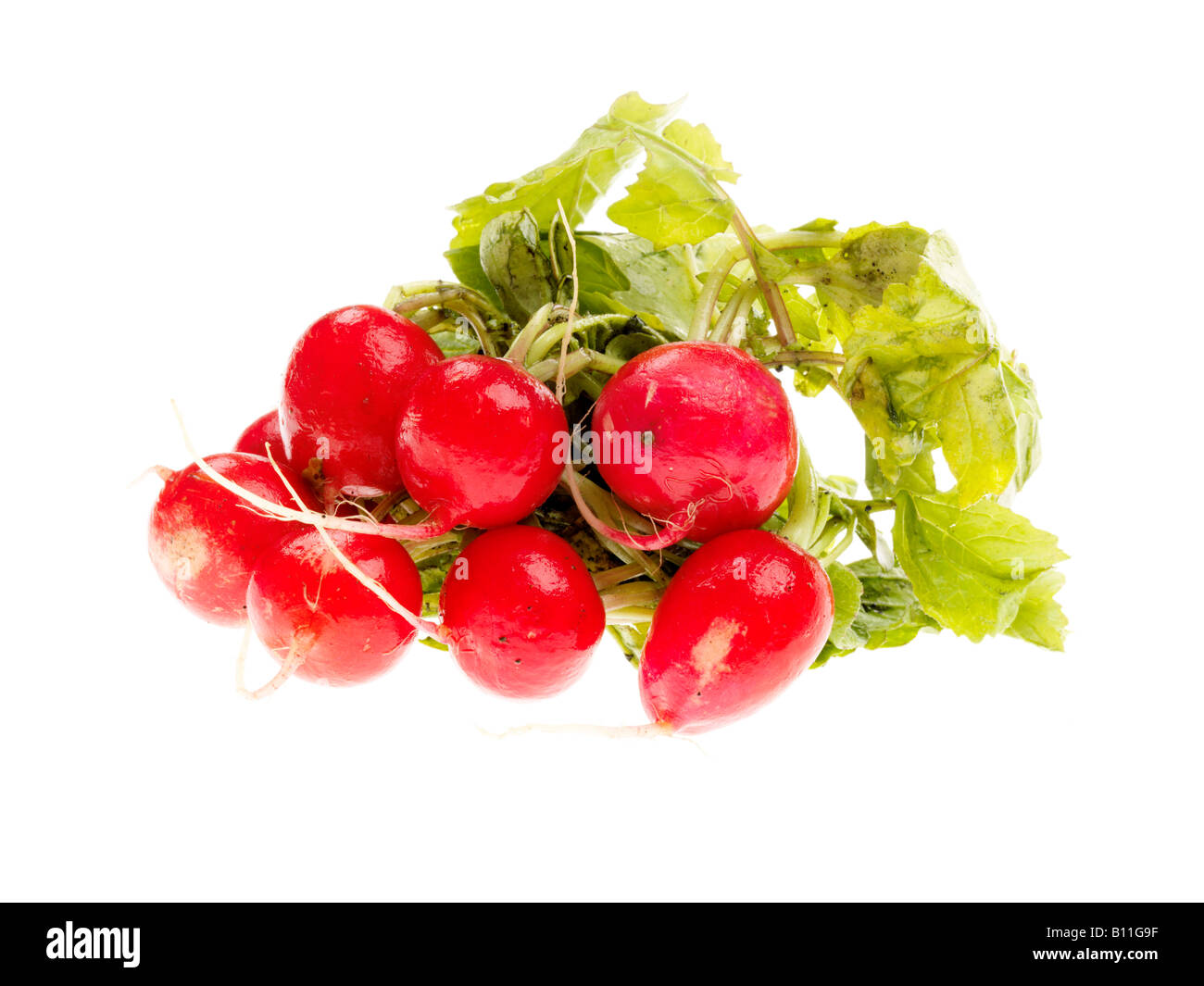 Raddish radish raddishes radishes vegetable vegetables food hi-res ...