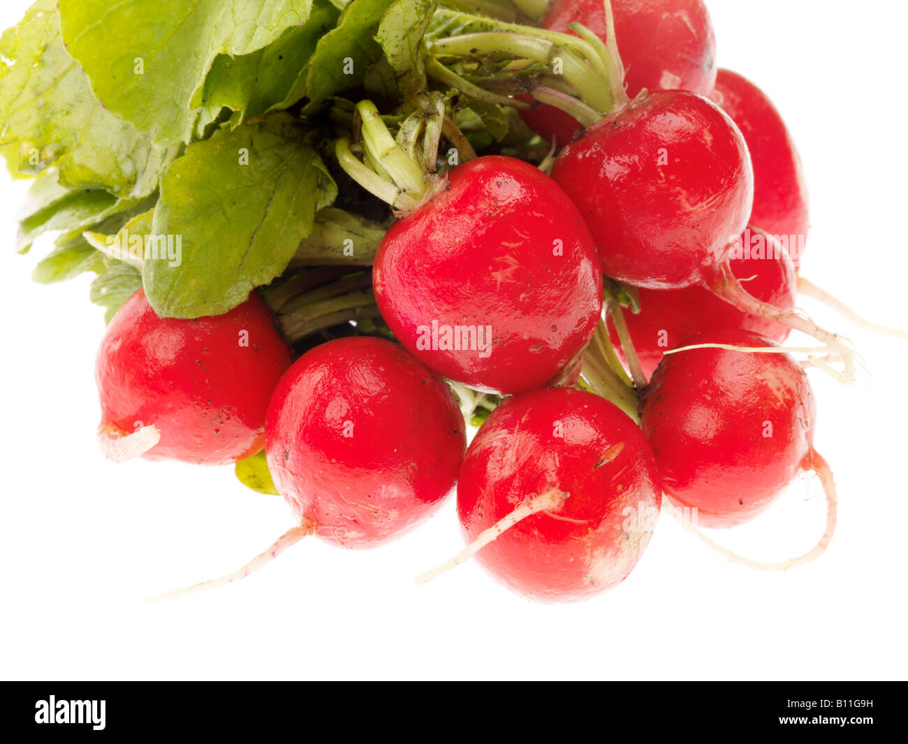 Raddish radish raddishes radishes vegetable vegetables food hi-res ...