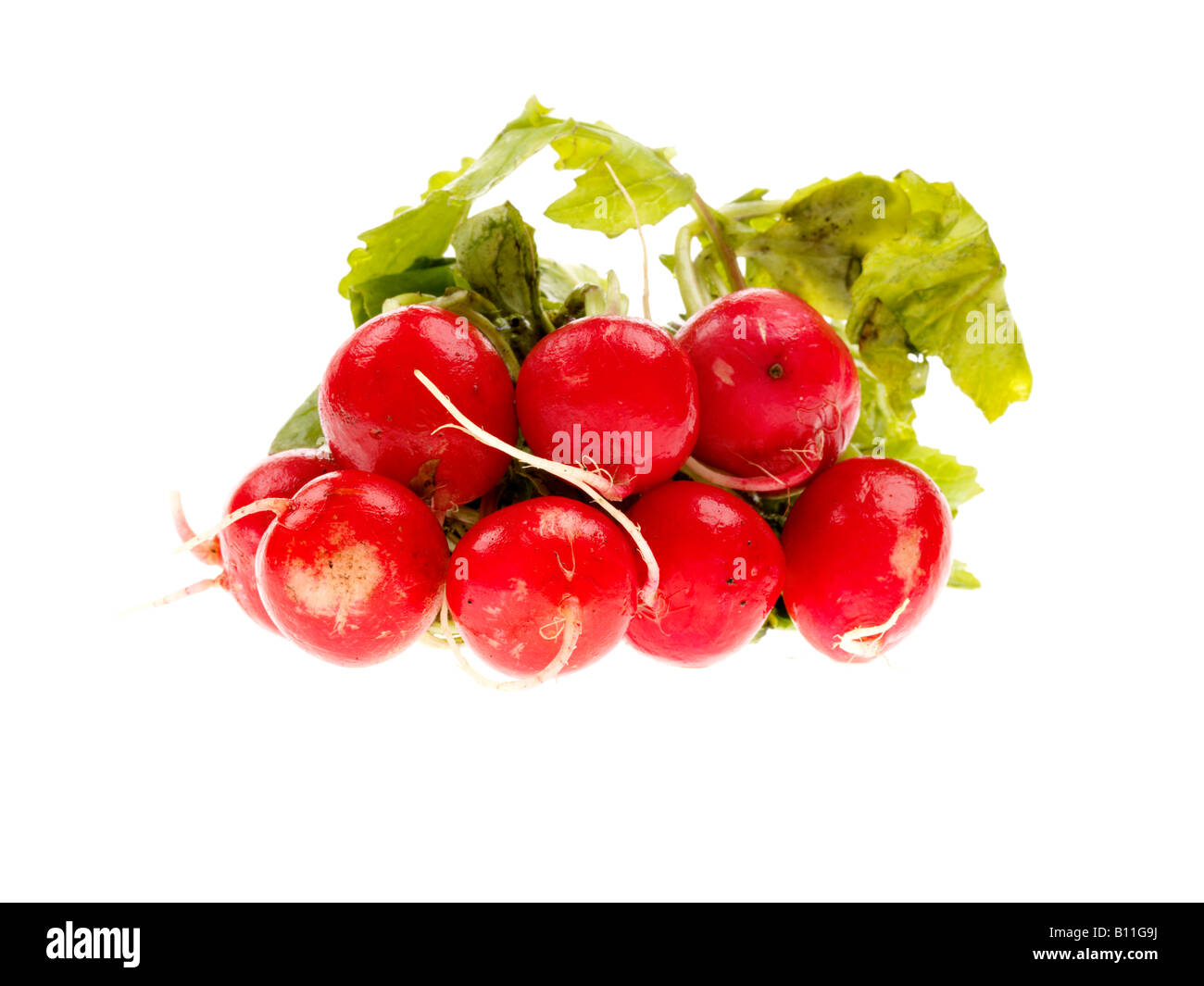 Raddish radish raddishes radishes vegetable vegetables food hi-res ...