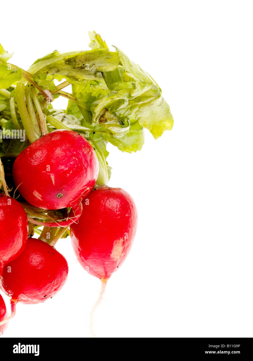 Raddish radish raddishes radishes vegetable vegetables food hi-res ...