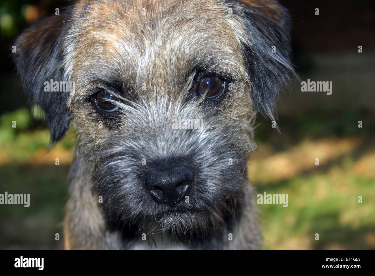 Curious Border Terrier pup Stock Photo - Alamy