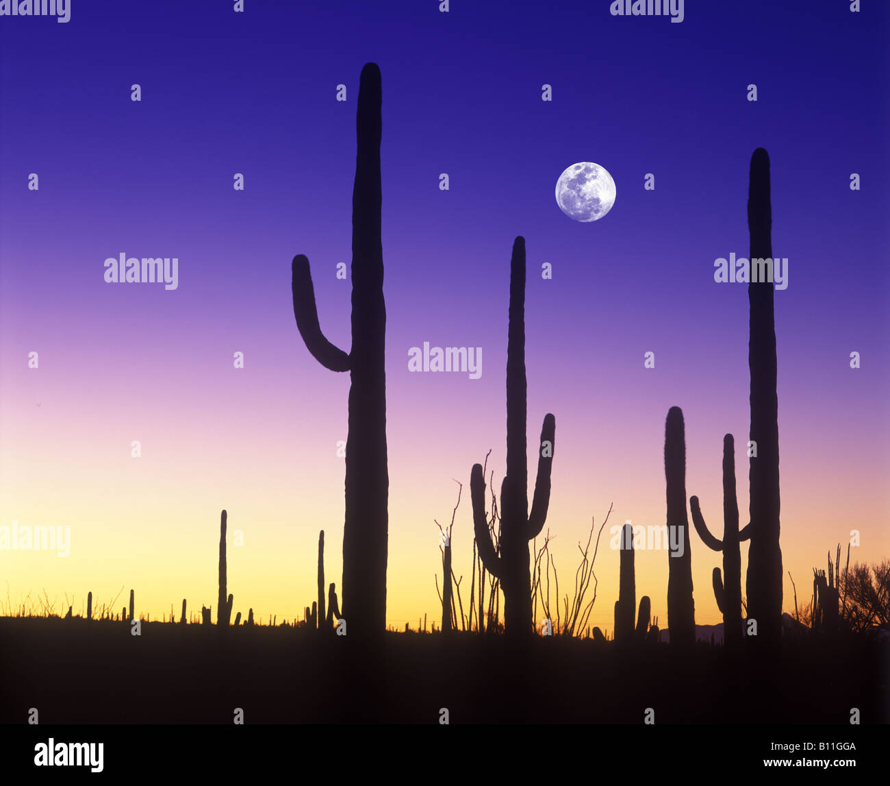 SCENIC GROUP OF TALL SAGUARO CACTUS SAGUARO NATIONAL MONUMENT ARIZONA ...