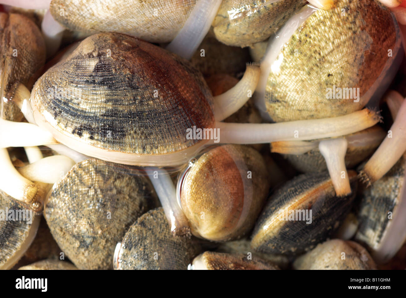 Closeup of live clams in seawater at Alvor fish market Algarve Portugal ...