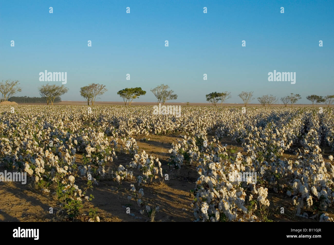 planting of cotton Stock Photo - Alamy