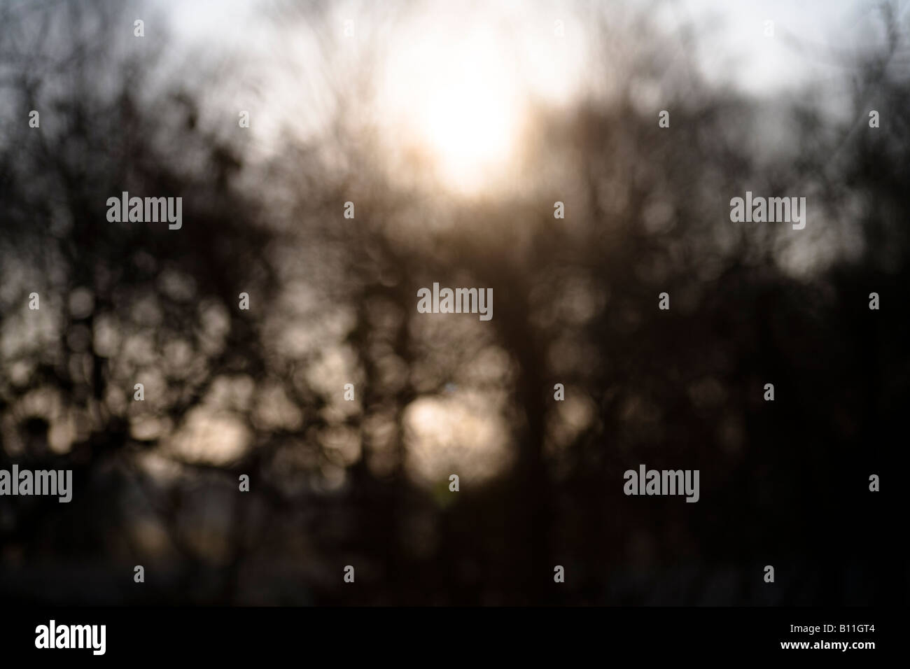Dreamy unconscious state image of blurred trees in a wood at dusk Stock ...