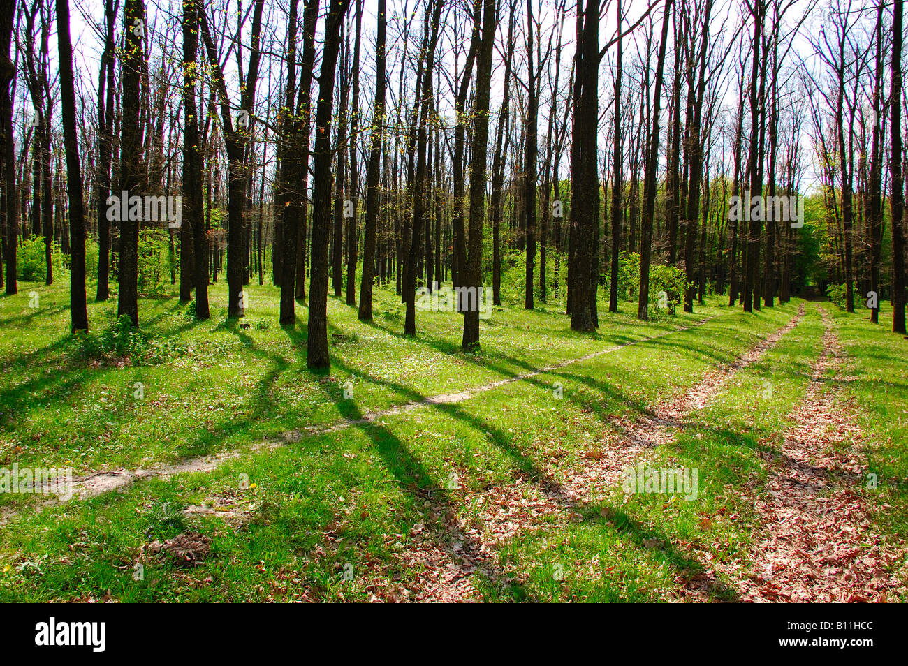 inside forest shot Stock Photo - Alamy