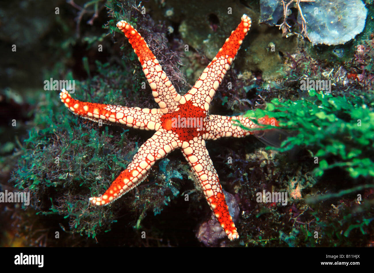 Underwater universe hi-res stock photography and images - Alamy