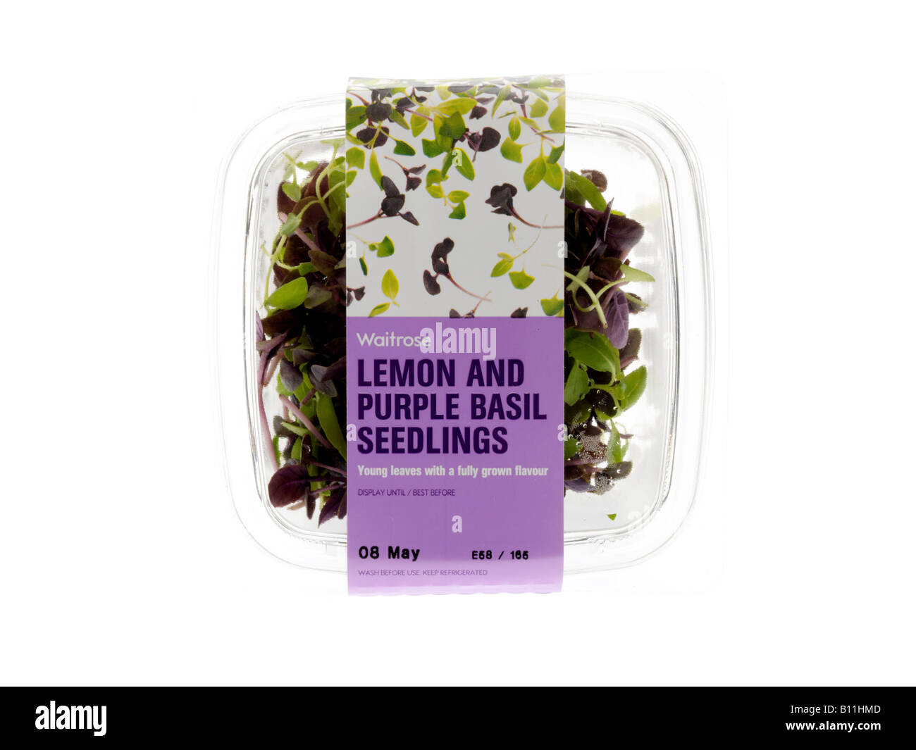 Lemon and Purple Basil Seedlings Stock Photo - Alamy