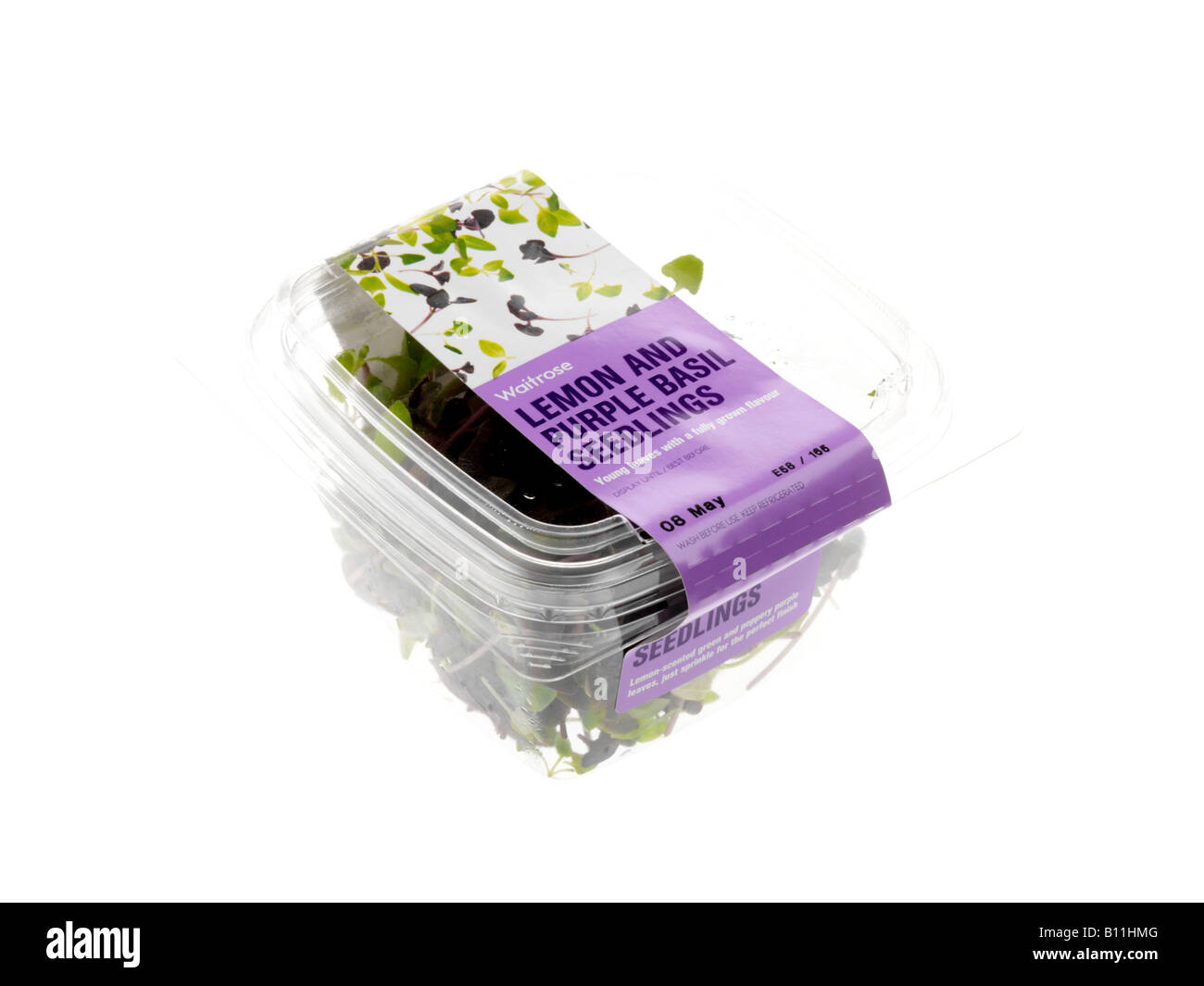 Lemon and Purple Basil Seedlings Stock Photo - Alamy