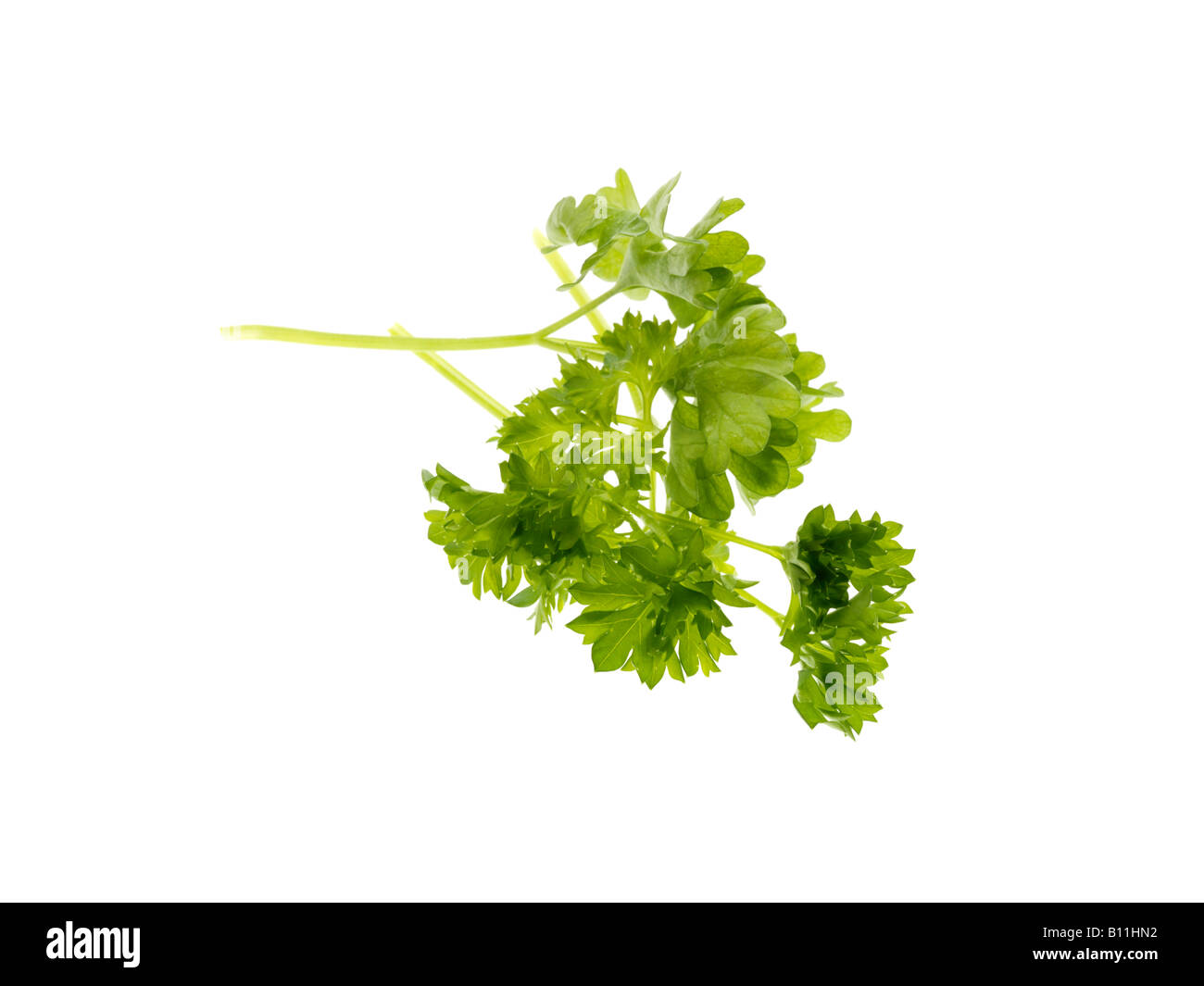 Curly parsley Cut Out Stock Images & Pictures - Alamy
