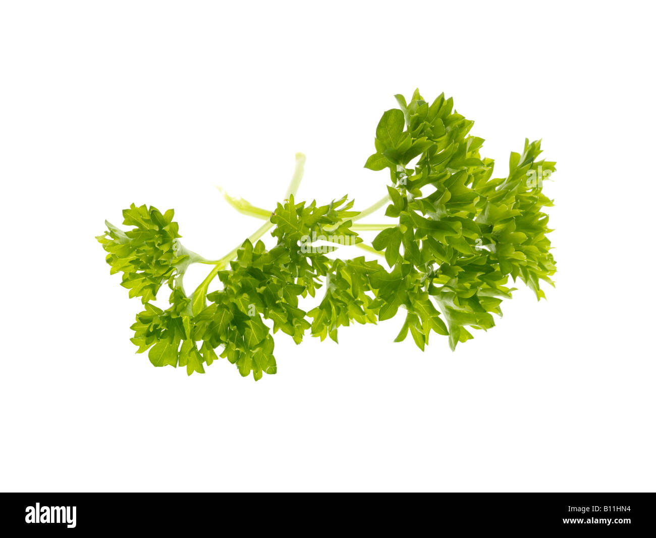 Curly parsley Cut Out Stock Images & Pictures - Alamy