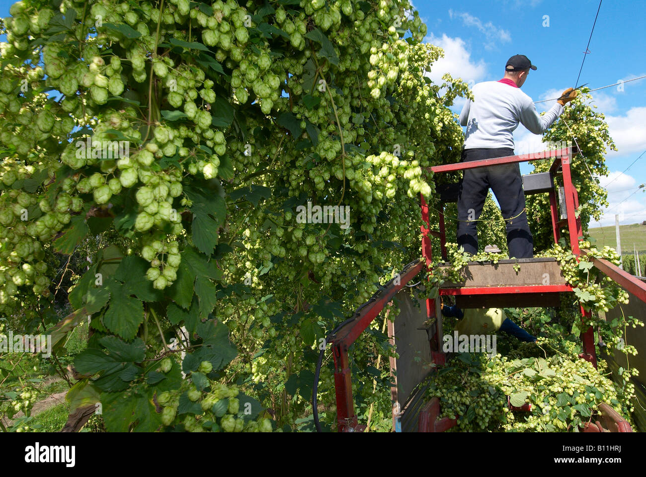 Pick hops hi-res stock photography and images - Alamy