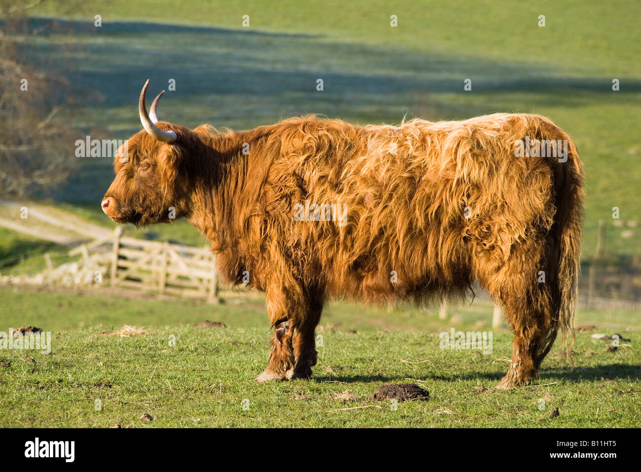 dh Highland cow COW UK Shaggy haired horned Highland cow in field ...
