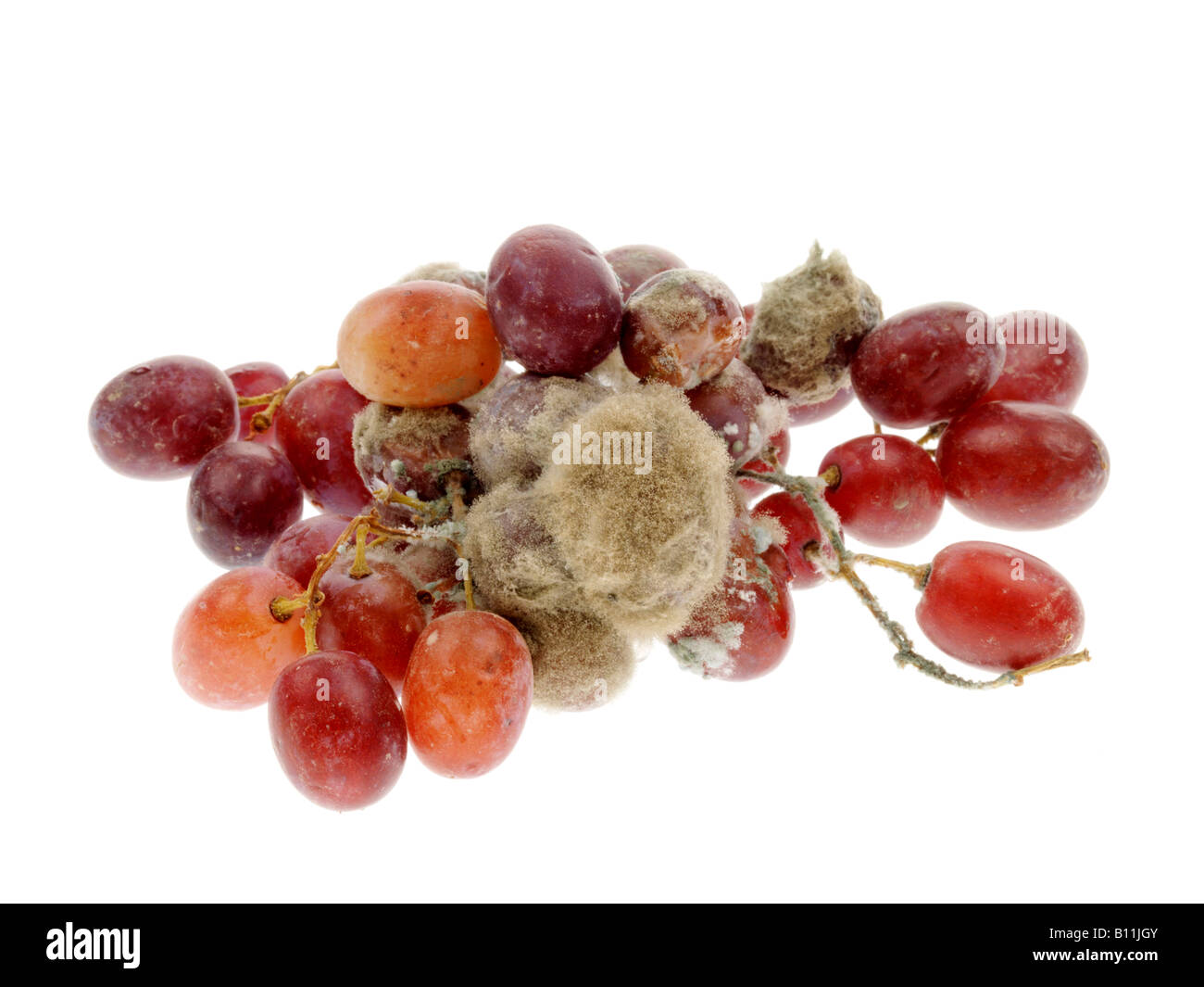 Are Raisins Mouldy Grapes at Paul Nichols blog