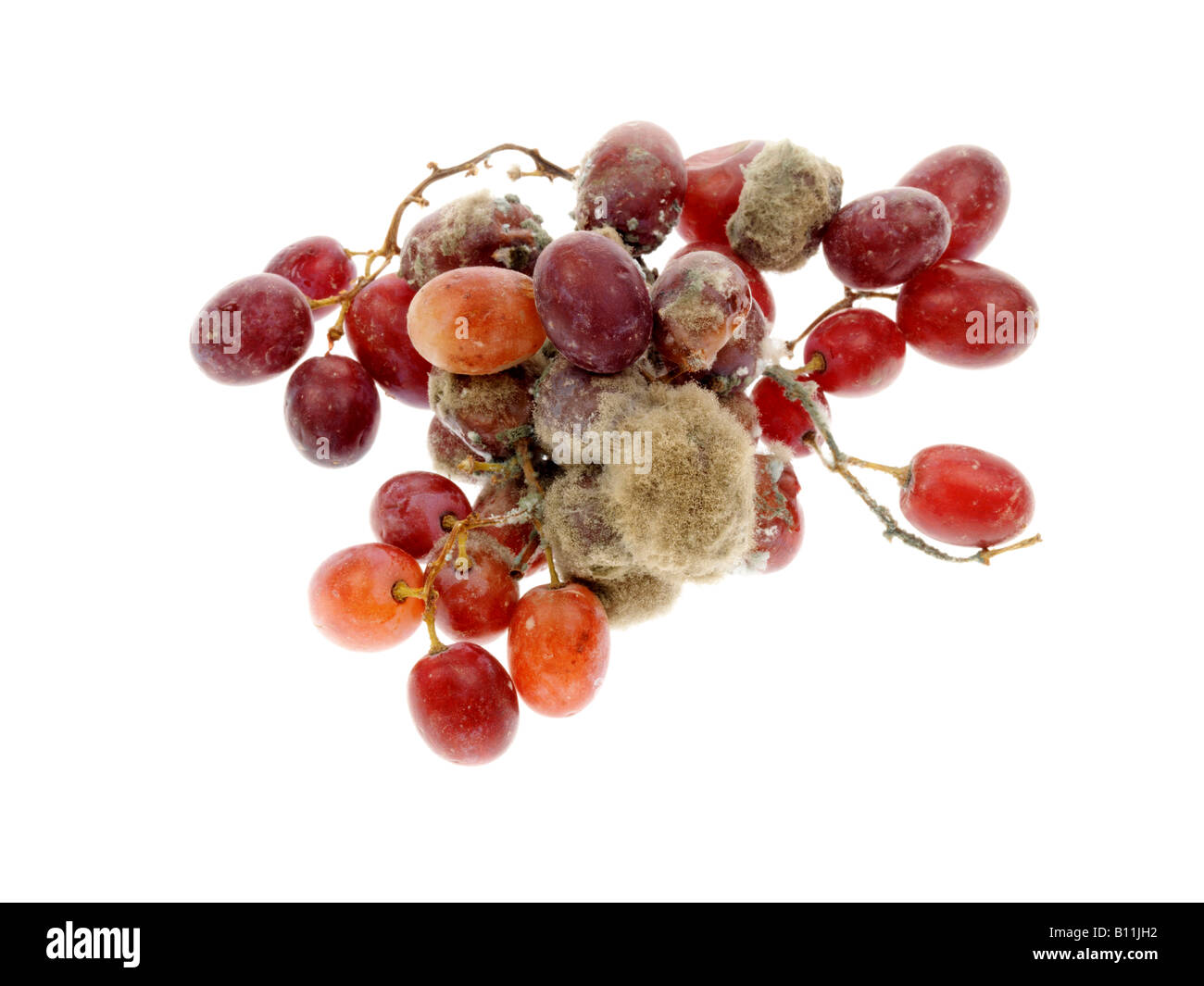 Mouldy grapes hi-res stock photography and images - Alamy