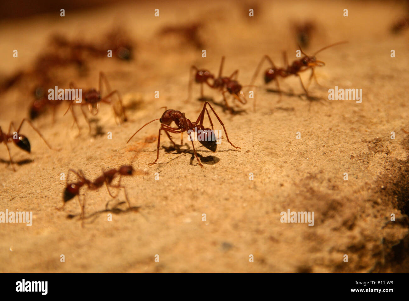 Australian Ants busy at work Stock Photo - Alamy
