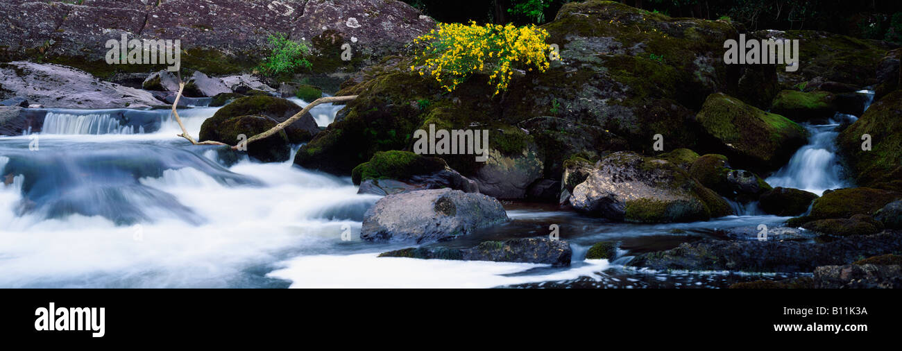 Kenmare flowers hi-res stock photography and images - Alamy