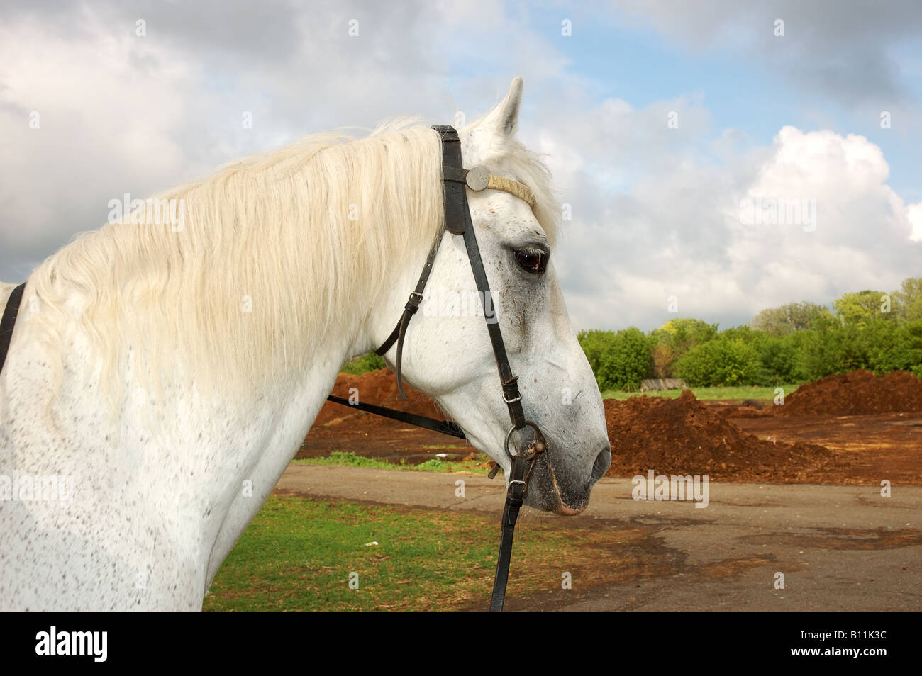 white horse portrait in a nature background Stock Photo - Alamy