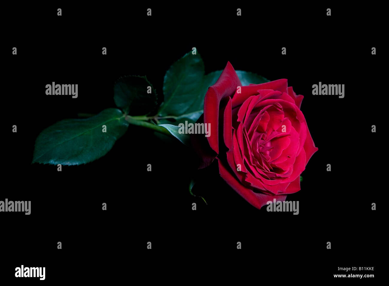 Long stem rose hi-res stock photography and images - Alamy