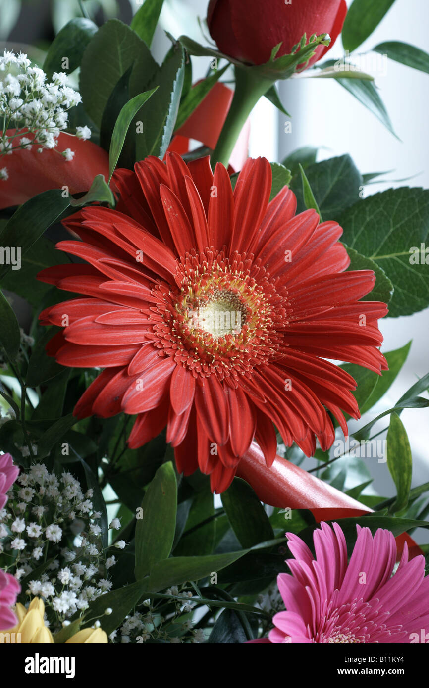 A red gerbera flower Stock Photo - Alamy