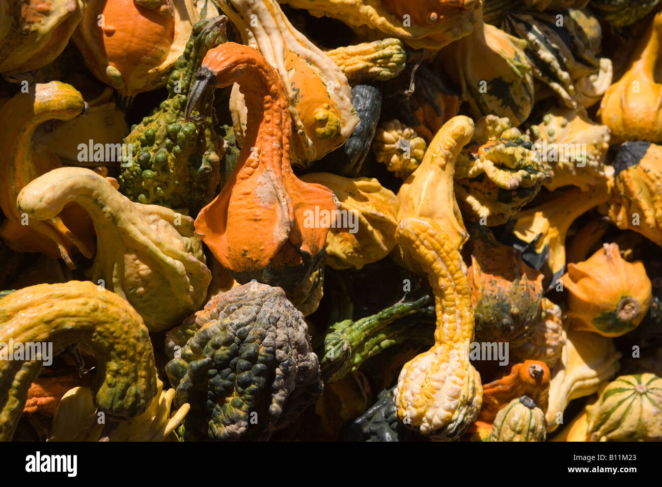 Pumpkin patch graphics hi-res stock photography and images - Alamy