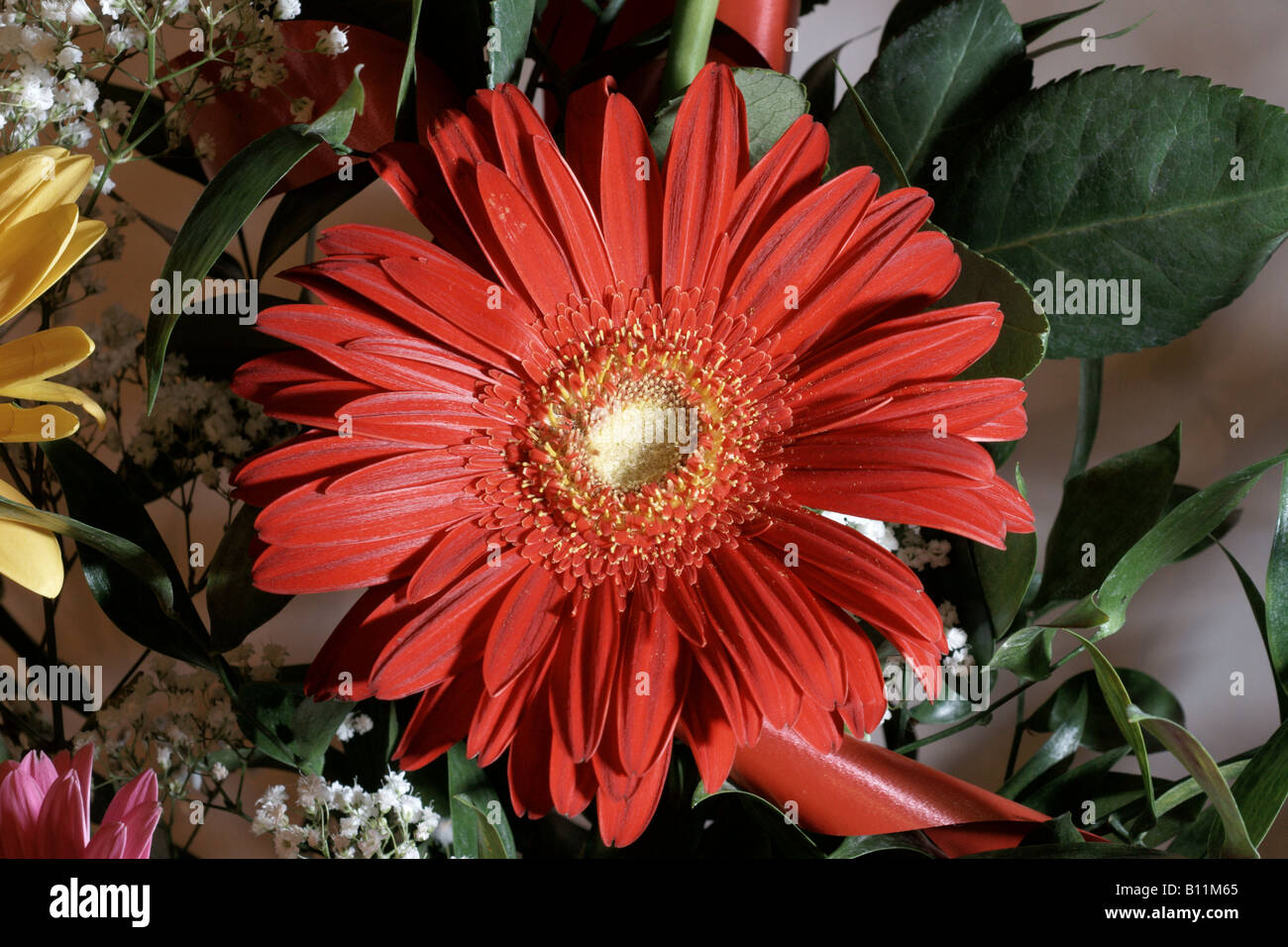 A red gerbera flower Stock Photo - Alamy