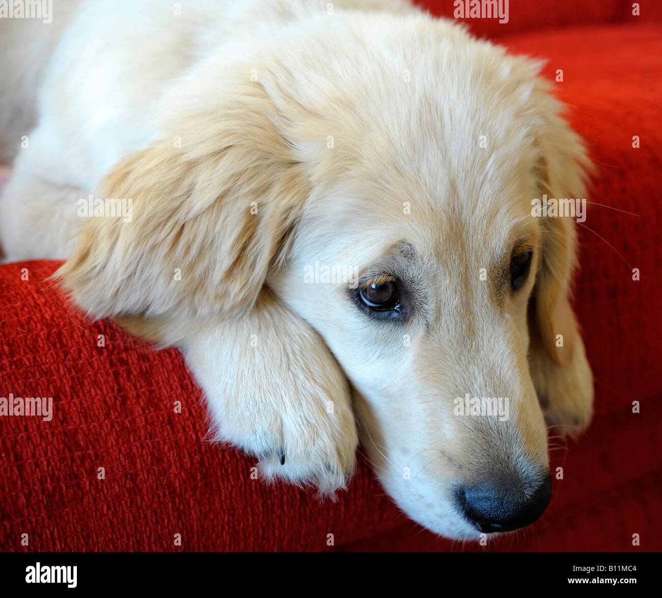 Golden retriever looking fed up Stock Photo - Alamy