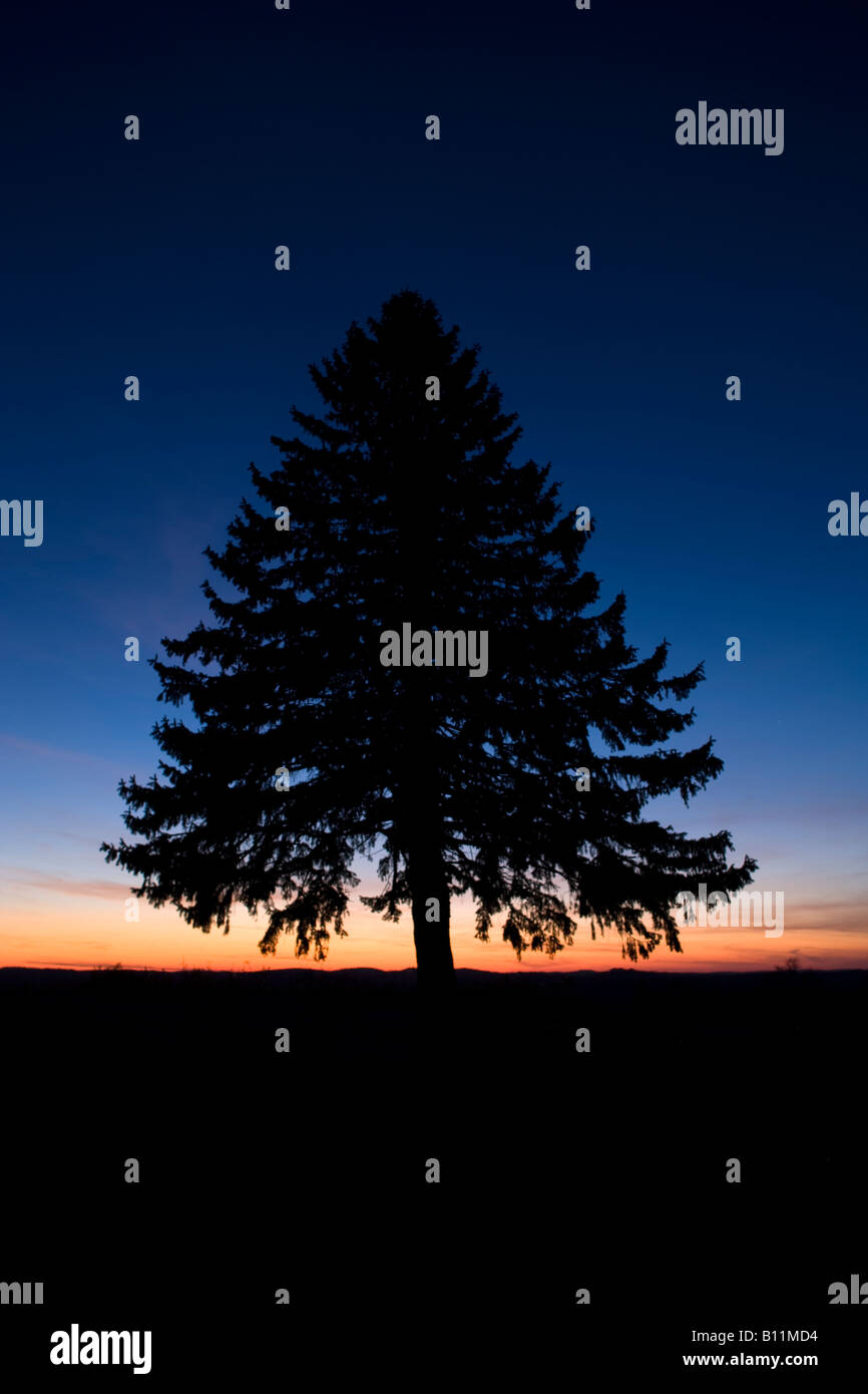 SOLITARY LONE FIR TREE SILHOUETTE Stock Photo - Alamy