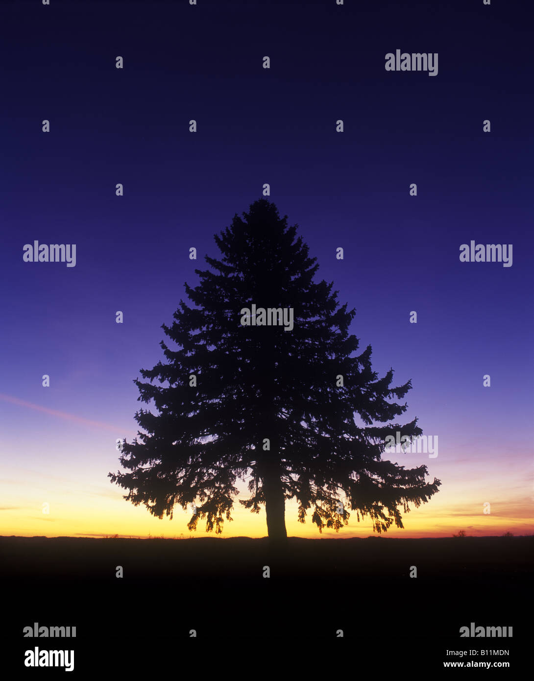 SOLITARY LONE FIR TREE SILHOUETTE Stock Photo - Alamy