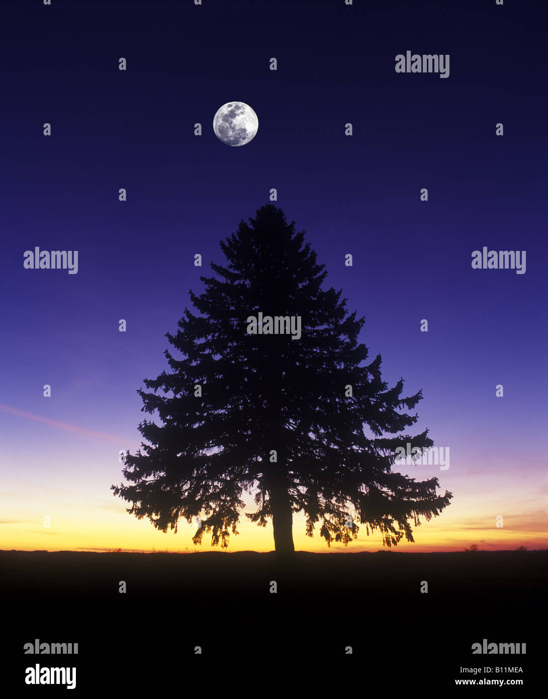 Fir tree hi-res stock photography and images - Alamy