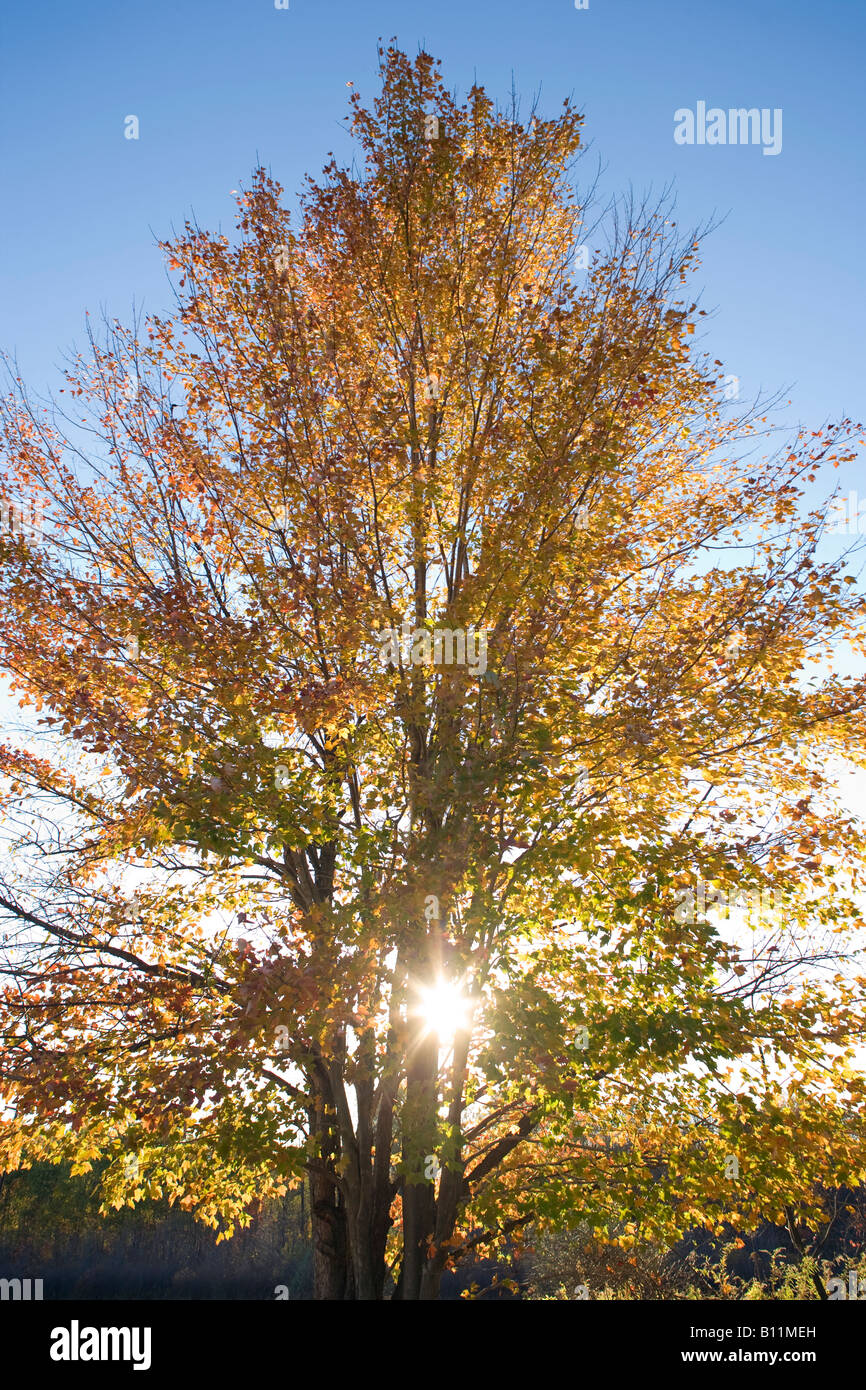 SINGLE FALL TREE Stock Photo - Alamy