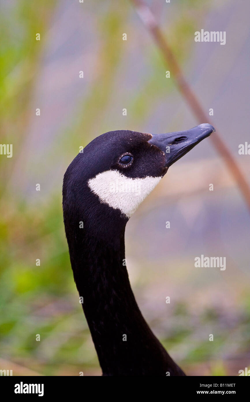 picture of the wild goose Stock Photo - Alamy