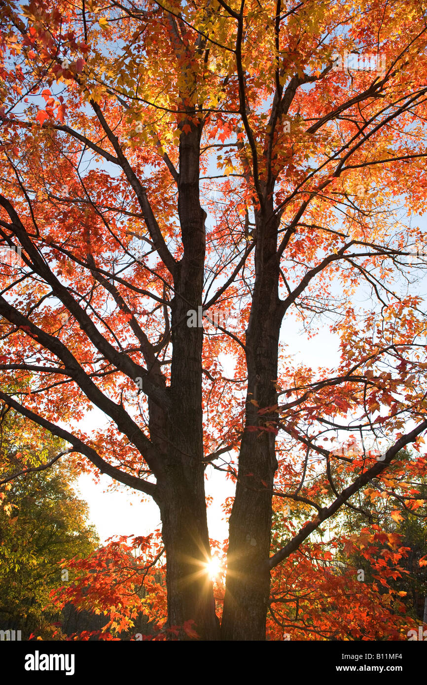 SINGLE FALL TREE Stock Photo - Alamy