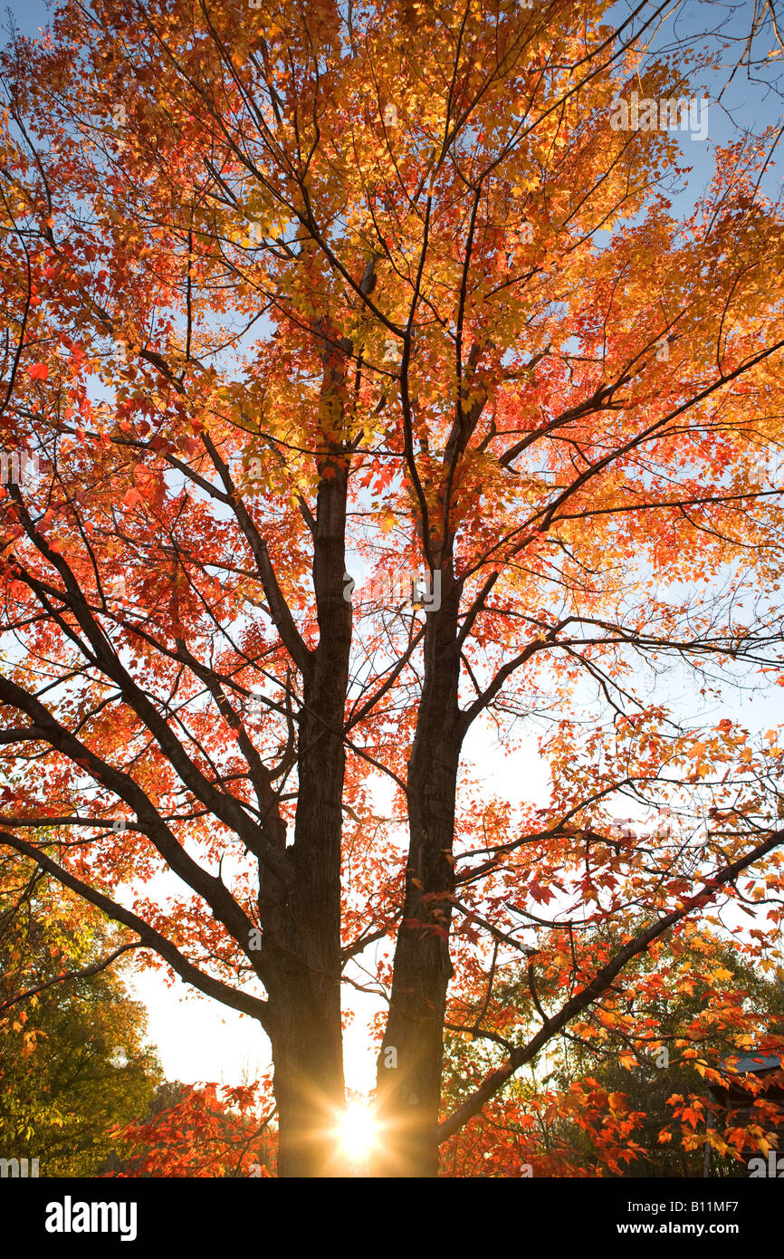 SINGLE FALL TREE Stock Photo - Alamy