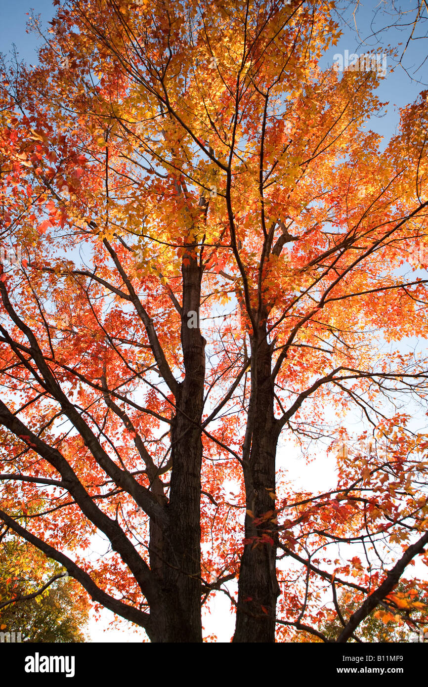 SINGLE FALL TREE Stock Photo - Alamy