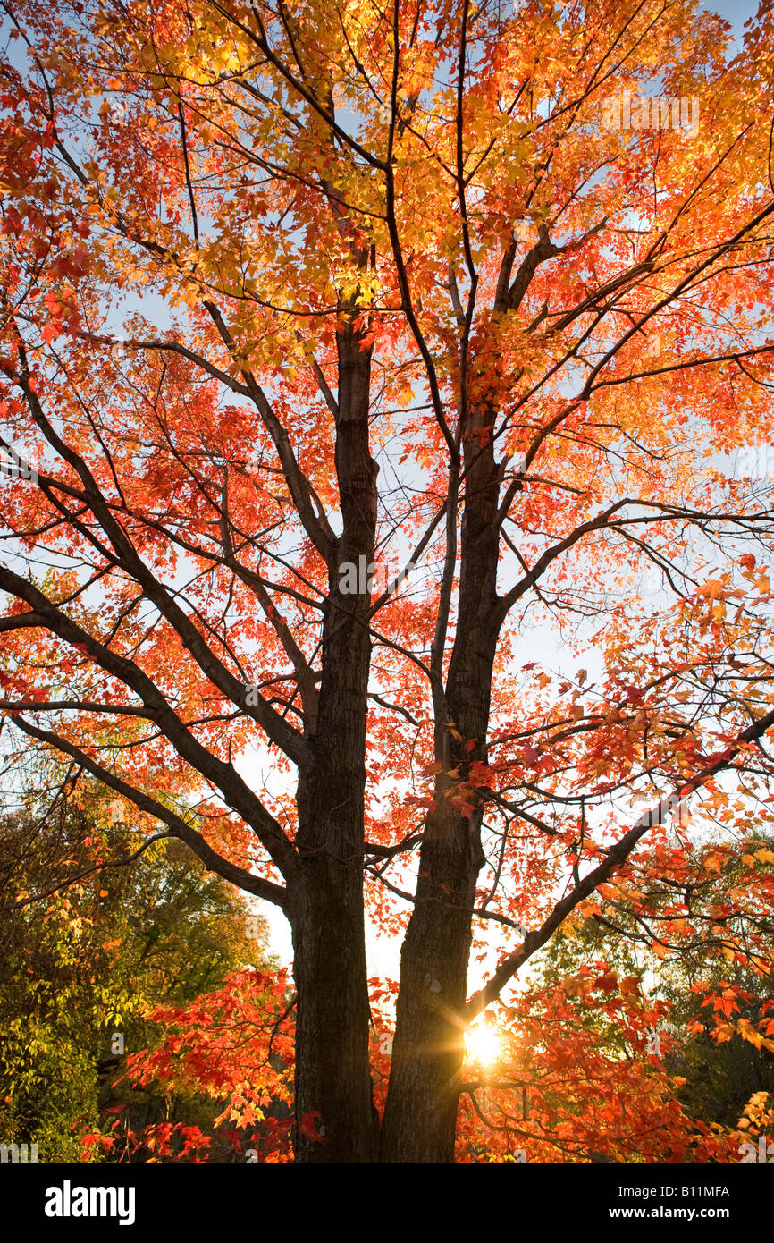SINGLE FALL TREE Stock Photo - Alamy