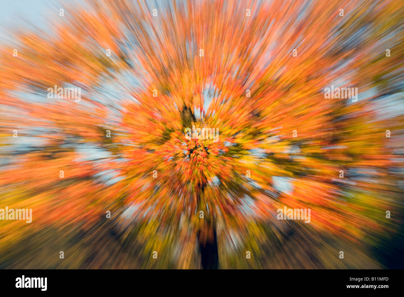 SINGLE FALL TREE Stock Photo - Alamy
