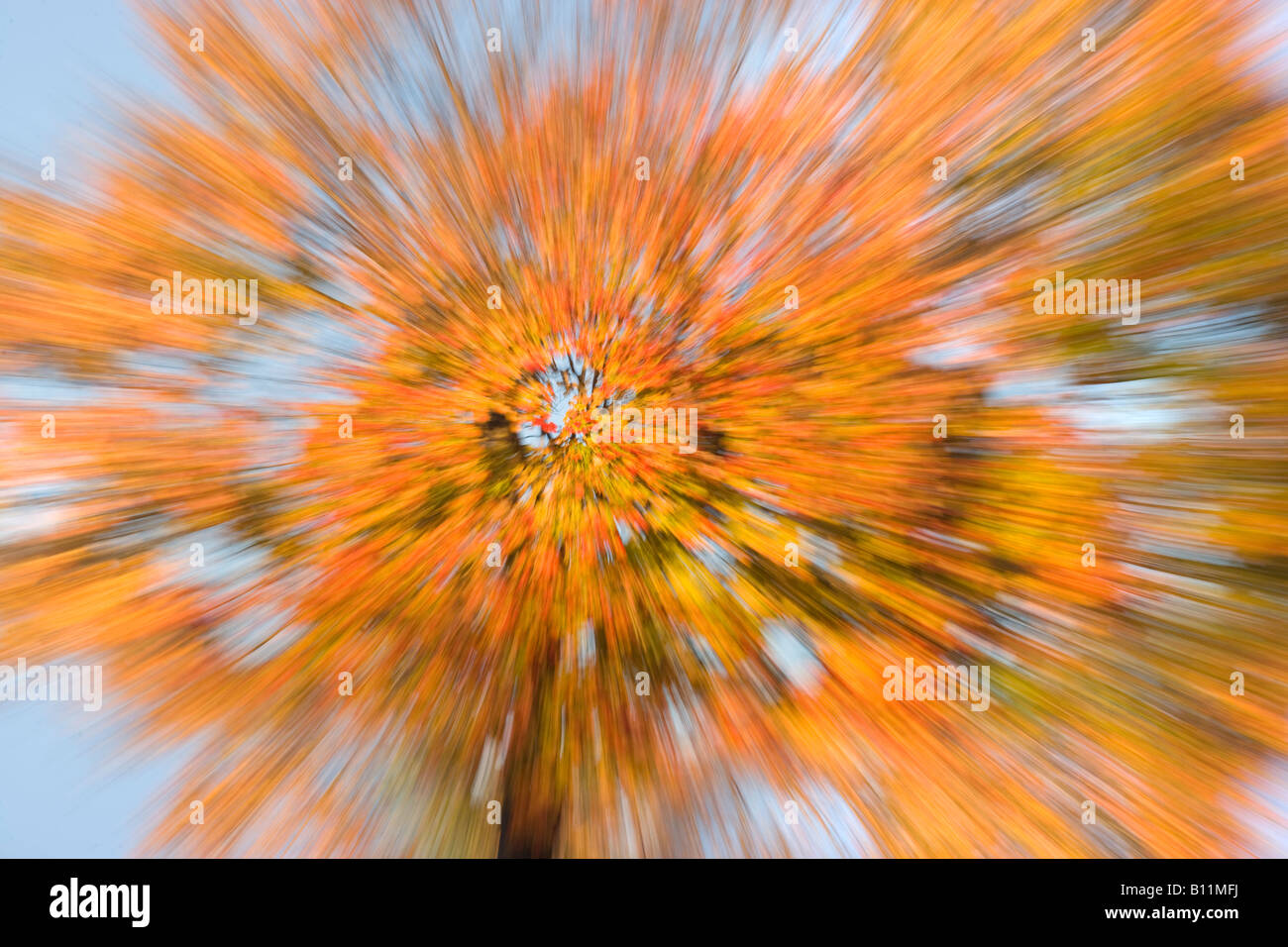 SINGLE FALL TREE Stock Photo - Alamy
