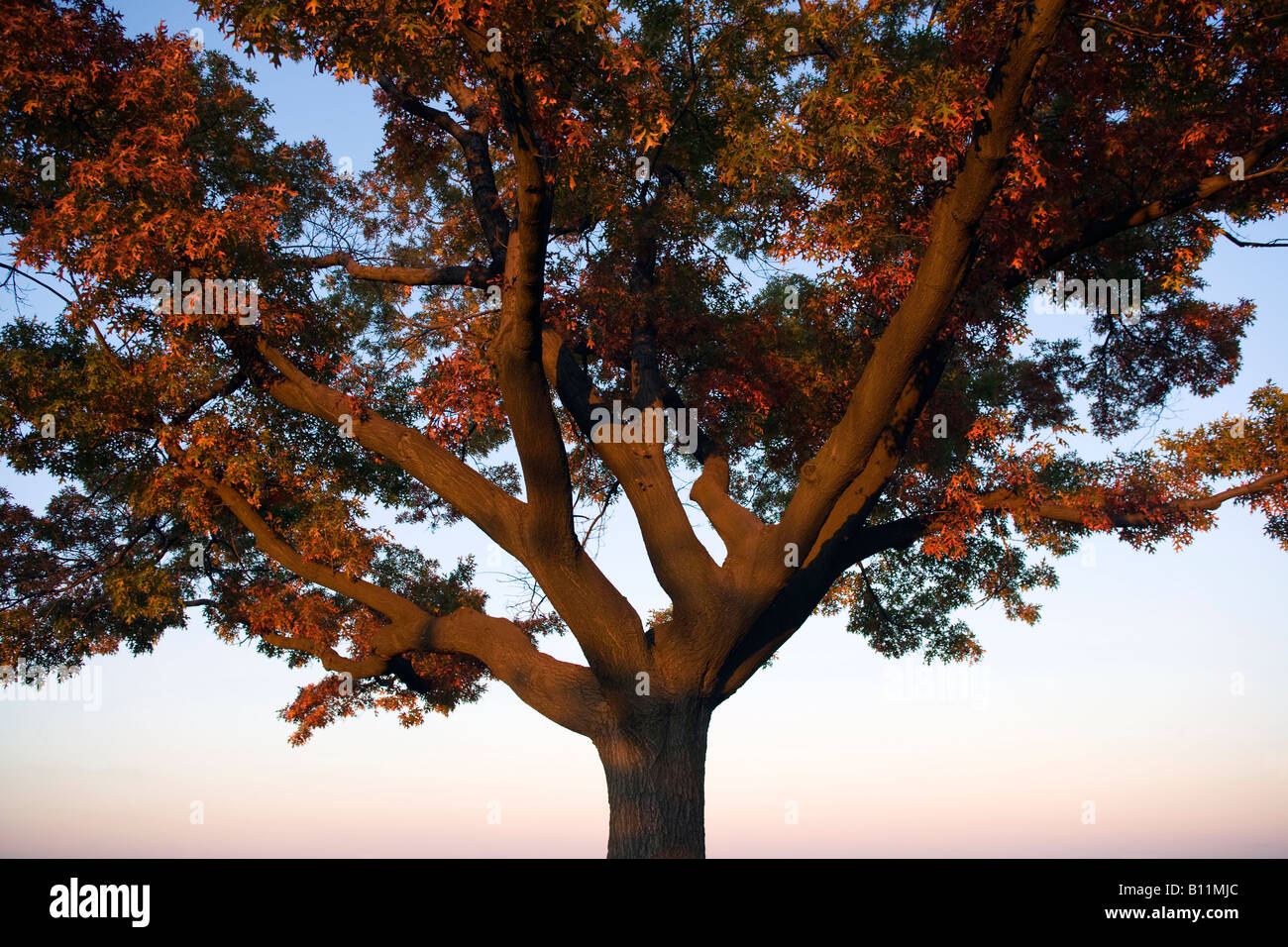 Tree bark for graphics hi-res stock photography and images - Alamy